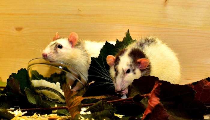 Soñar Con Ratas Muertas: Significado, Interpretaciones Y Más